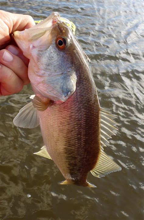 Jeff Samsel Fishing Bass On The Fish List