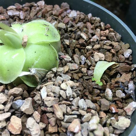 So Ive Tried And Failed At Propagating My Ping Via Leaf Pullings 2