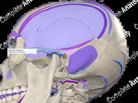 Articular Tubercle Complete Anatomy