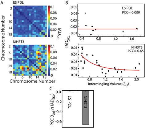 Correlation Between Transcription Activity And Chromosome Intermingling