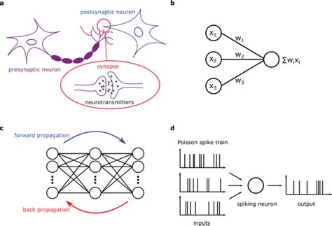 Schematic Illustration Of A Neural System And Artificial Neural Download Scientific Diagram