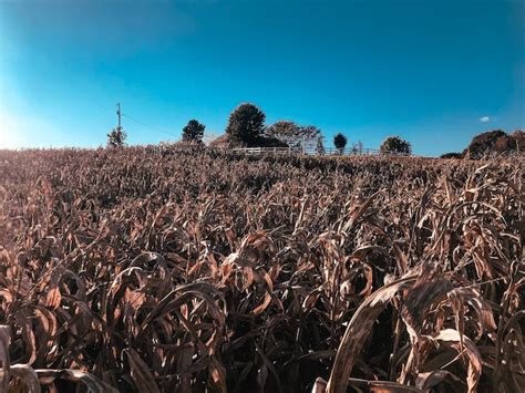 Corn Field Premium Photo