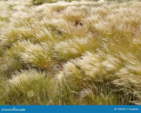 Waving Grasses Stock Image Image Of Quiet Grasses Wild 1336701
