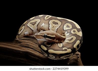 Python Regius Images Stock Photos Vectors Shutterstock