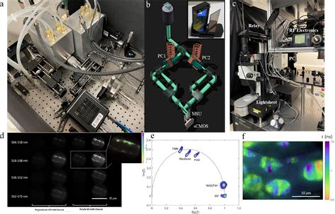 Development Of High Throughput Light Sheet Fluorescence Lifetime Microscopy For 3d Functional