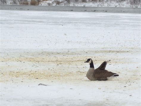 Bird Flu Testing In Lamoureux Park Leads To Strong Online Reaction
