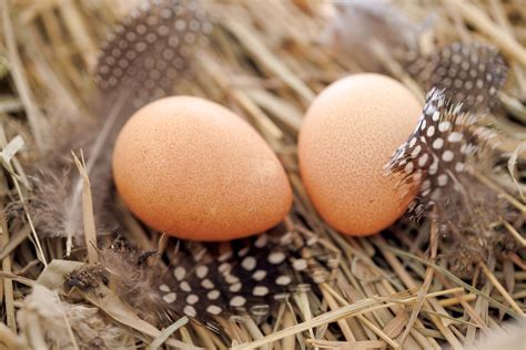 Helmeted Guinea Fowl Hatching Eggs For Sale At