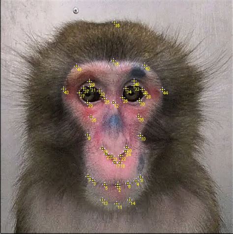 Anatomical Landmarks And Descriptions Landmarks N 44 Were Manually Download Scientific