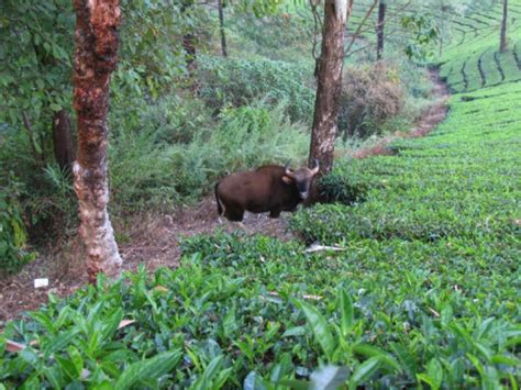 Habitat Fragmentation In The Western Ghats India Ialeuk