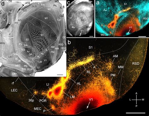Network Analysis Of Corticocortical Connections Reveals Ventral And