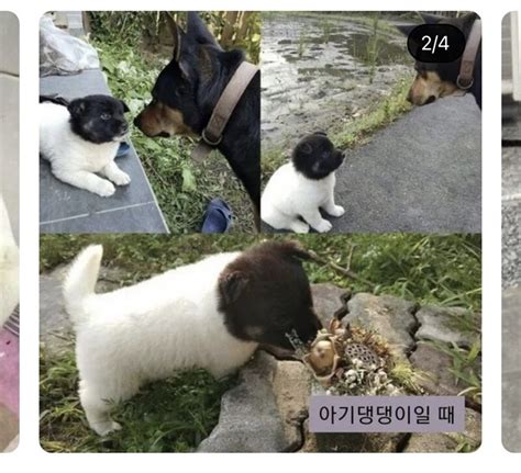 반반강아지 오픈이슈갤러리 인벤