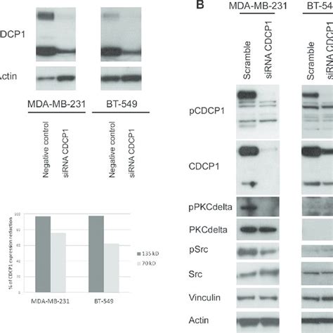 Regulation Of Cdcp1 Expression By Whf In Tnbc Cell Lines A The Tnbc