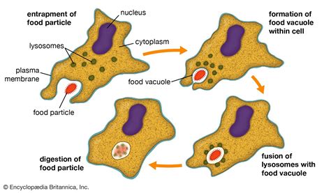 Phagosome Biology Britannica