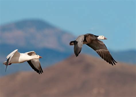 Snow Goose The Life Of Animals