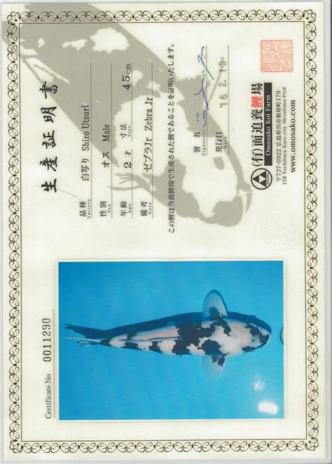 Shiro Utsuri Sold Grand Koi Llc