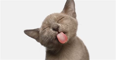 Sexual Boundary Plans The Need For Honesty Sex And Relationship Healing