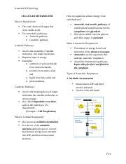 CELLULAR METABOLISM Docx Anatomy Physiology CELLULAR METABOLISM What Is Metabolism The