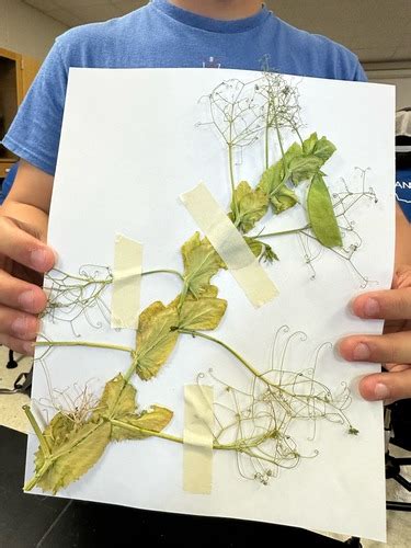 Weed Id Pressed Plants Flashcards Quizlet