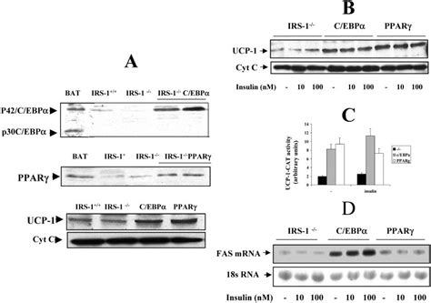 Differential Recovery Of Ucp 1 And Fas Expression By Overexpression Of Download Scientific