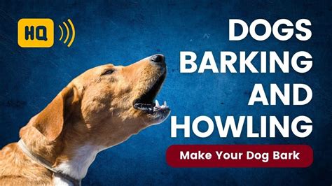 Dog Barking And Howling At Night At Willard Corey Blog