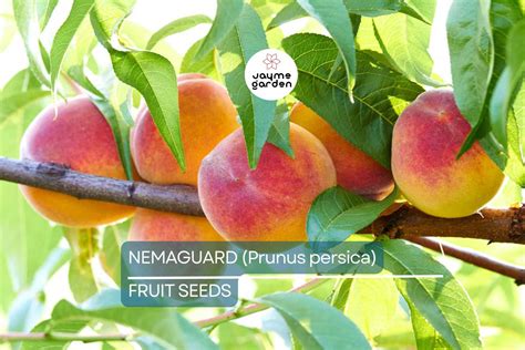 3 Peach Tree Seeds Dwarf Loring Nemaguard Prunus Persica Fast