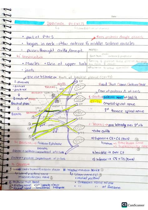 Solution Brachial Plexus Revision Notes Studypool Solution Brachial Plexus Revision Notes Studypool