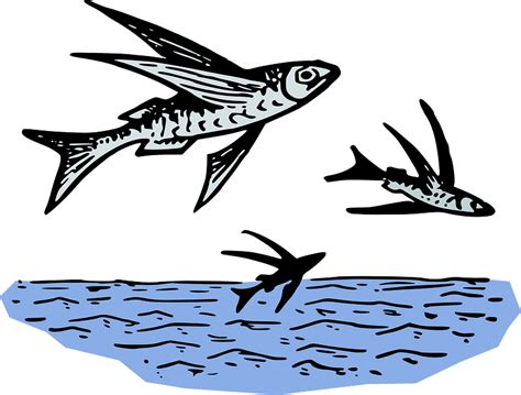 Flying Fish Free Vector Clipart Images On