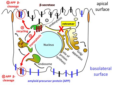 Retromer In Polarized Protein Transport Atlas Of Science