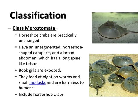 Ppt Phylum Arthropoda Powerpoint Presentation Free Download Id2118732