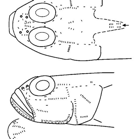 Dorsal View Top Lateral Middle And Ventral Bottom Views Of