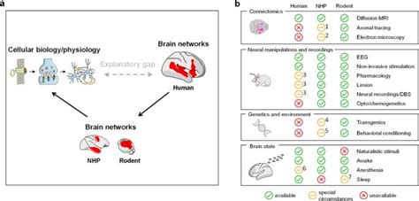 Mapping And Comparing Fmri Connectivity Networks Across Species