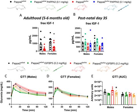 Alteration Of Igf 1 Bioavailability Due To Pappa2 Deficiency Leads To