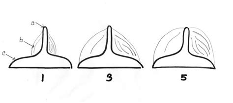 Body Condition Scoring In Birds Lafebervet