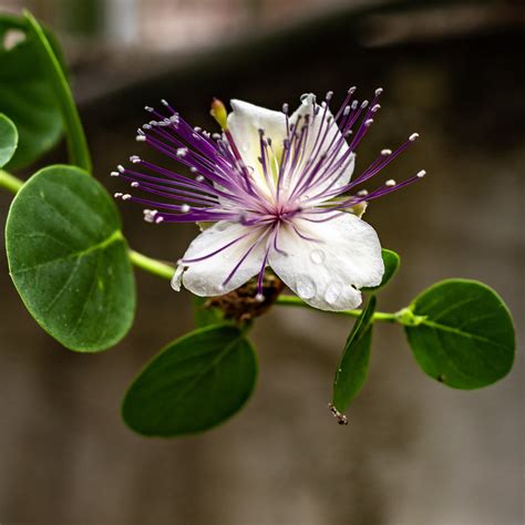 Behold The Caper Flower One Of The Most Beautiful Flowers On The