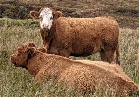Performance Targets For Small Herds Information Helping Farmers In Scotland Farm Advisory