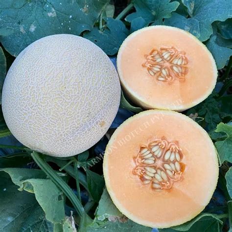 Hybrid Muskmelon Kharbuja Seeds Packaging Type Packet At ₹ 1068gram