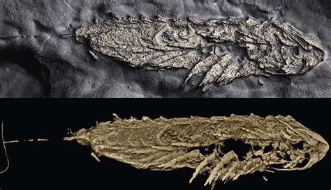 Arthropod Fossil Fossils For Sale Fossils Rare Silurian