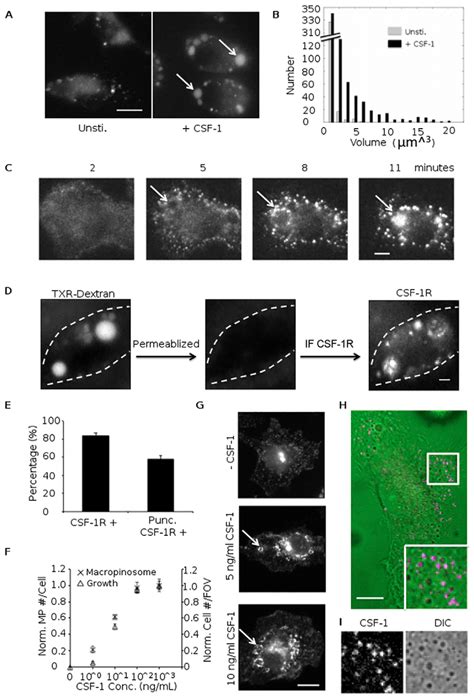 Internalized Csf 1 And The Csf 1r Are Delivered To The Lumen Of Newly Download Scientific
