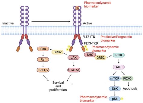 Biomarkers In Flt3 Acute Myeloid Leukemia Encyclopedia Mdpi