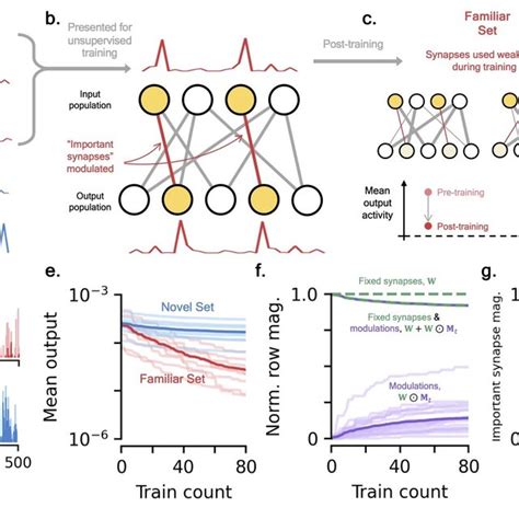 Familiar Modulated Synapses In A Simple Network A C Schematic Of
