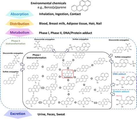The Absorption Distribution Metabolism And Excretion Adme Of Download Scientific Diagram