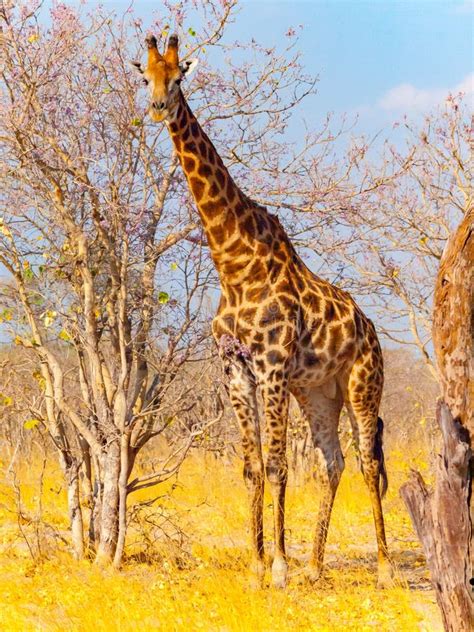 Giraffe In African Savanna Stock Image Image Of Tall 210599661