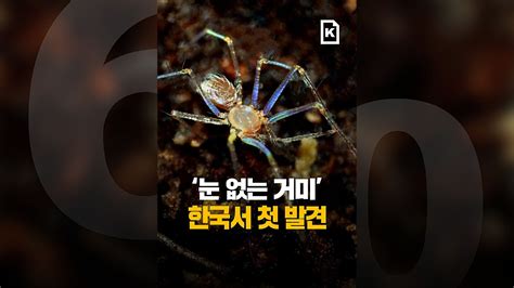 국내최초 눈 없는 거미 네이버 Tv