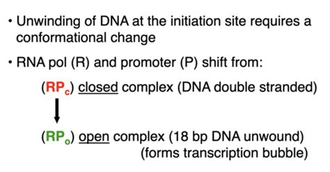 Transcription And RNA Processing Flashcards Quizlet