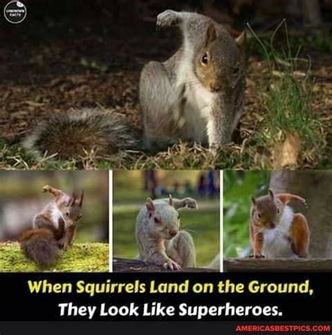 When Squirrels Land On The Ground They Look Like Superheroes Americas Best Pics And Videos