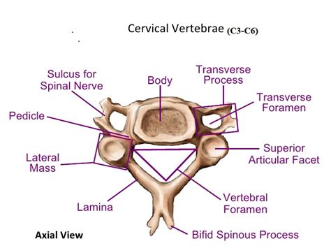 C2 Vertebral Body Anatomy