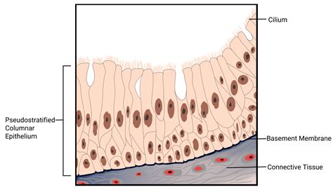 Label The Tissue Types Illustrated Here And On The Next Page Quizlet