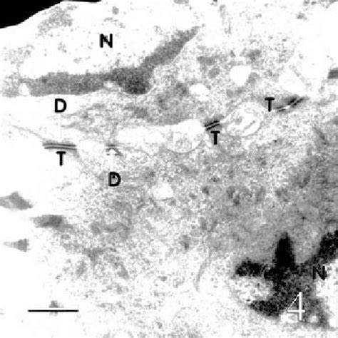 Frog Skin Showing Epidermis Outer Layer And Dermis Inner Layer