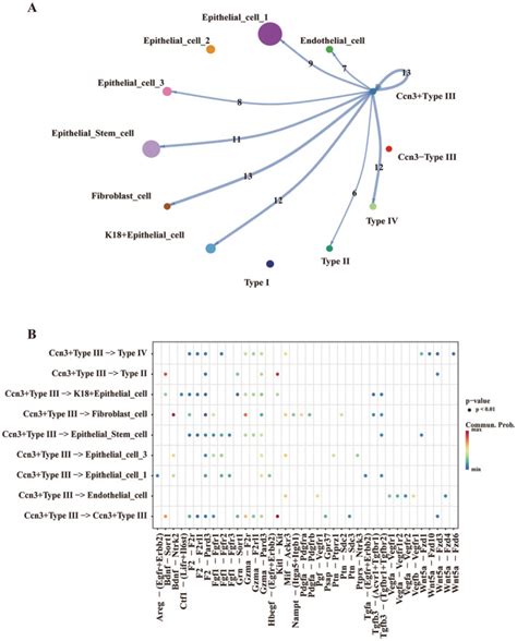 Exploring The Role Of Ccn3 In Type Iii Cell Of Mice Taste Buds Pmc