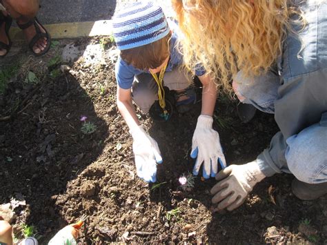Tree Well Outreach Prospect Heights Community Farm